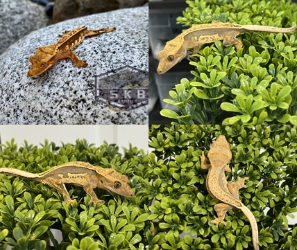 SKB Exotics - MorphMarket