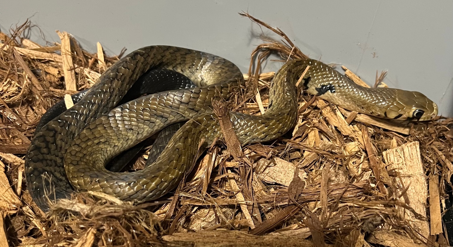 Black-Tail Cribo Cribo & Indigo Snakes by SKB Exotics - MorphMarket