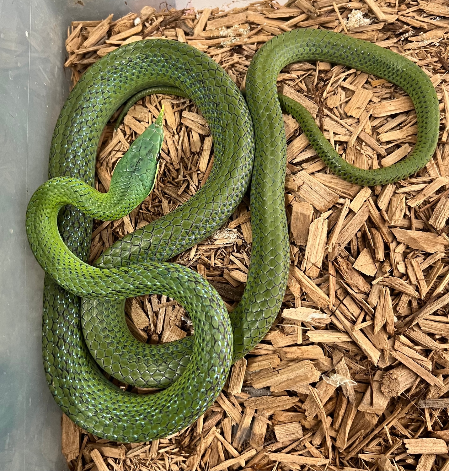 Rhino Rat Other Rat Snake by SKB Exotics - MorphMarket