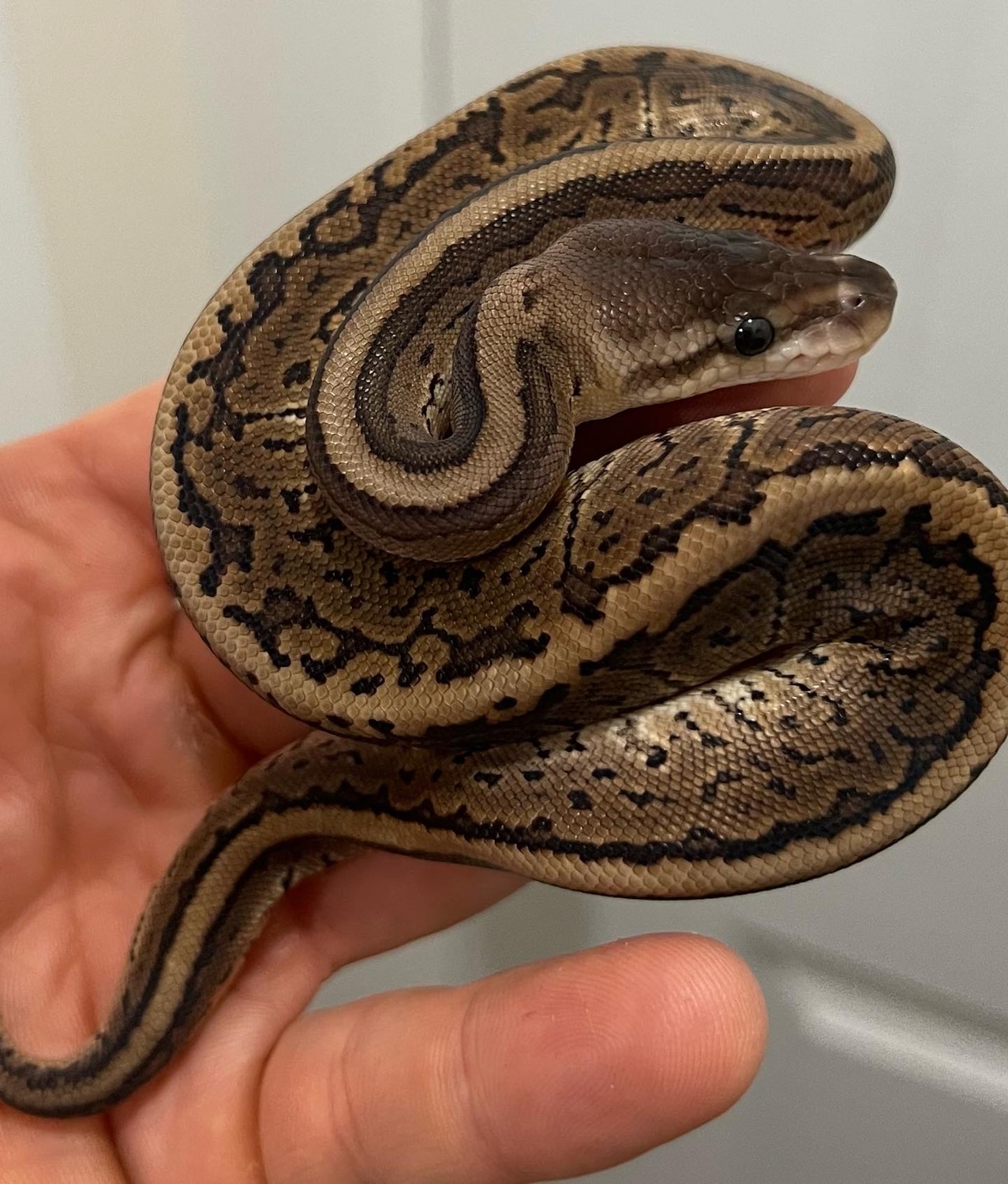Cinnamon Pinstripe Ball Python by SKB Exotics - MorphMarket