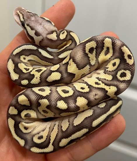 Firefly Lesser Ball Python by SKB Exotics