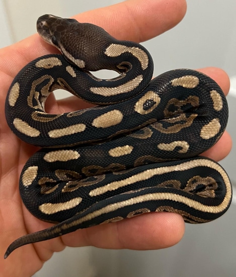 Cinnamon Ball Python by SKB Exotics