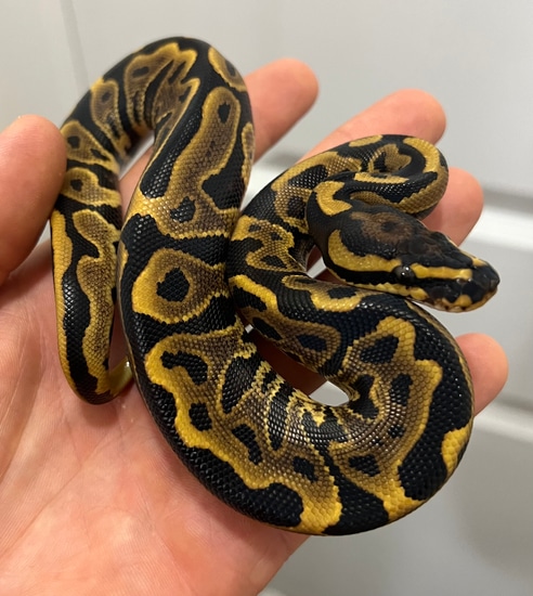Leopard Yellowbelly Or Specter Ball Python by SKB Exotics