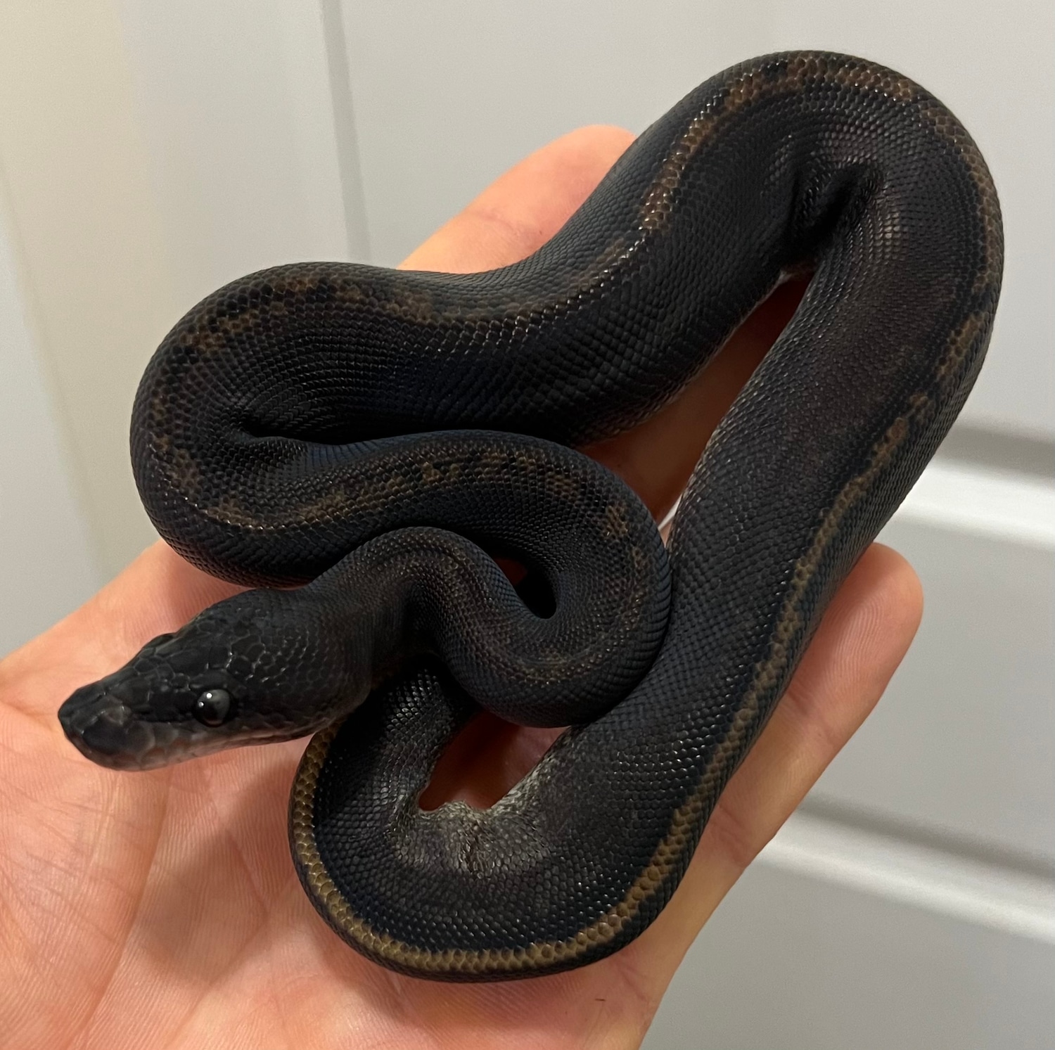 Suma Ball Python by SKB Exotics - MorphMarket