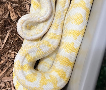 SKB Exotics - MorphMarket