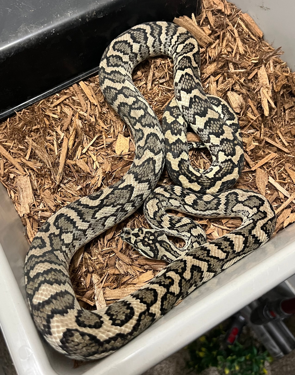 Caramel Het Axanthic Pair Coastal Carpet Python by SKB Exotics ...