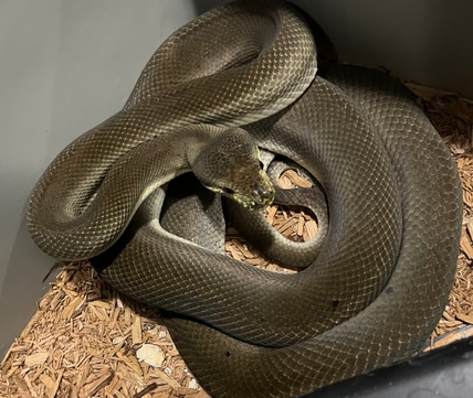 SKB Exotics - MorphMarket