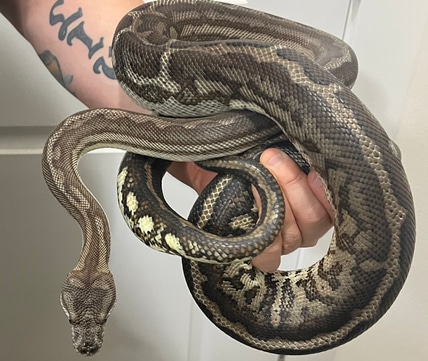 SKB Exotics - MorphMarket