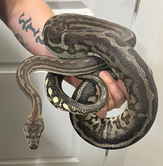 16 50% Hypo Het Stripe X Genetic Stripe Pair Centralian Carpet Python ...
