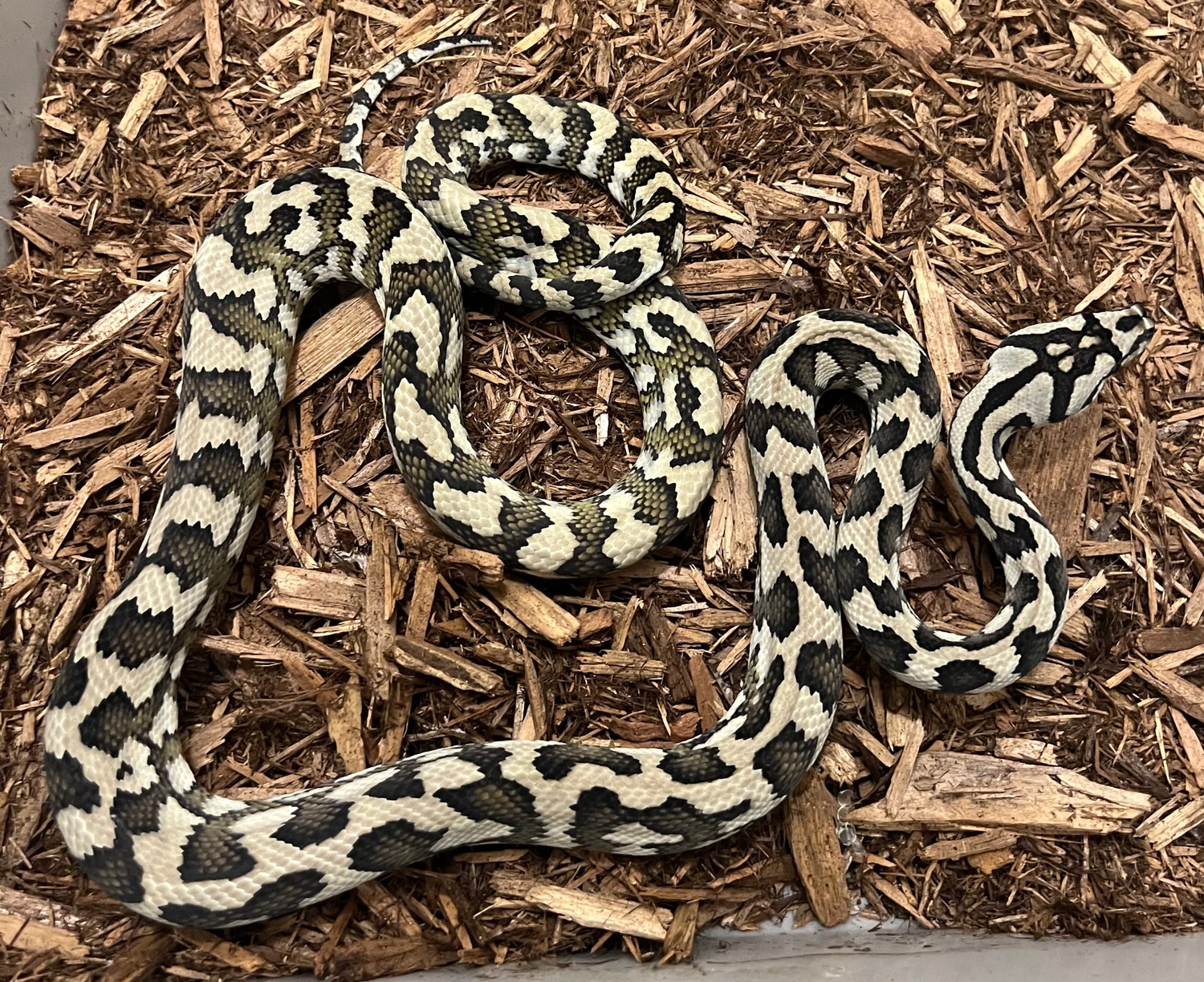 Julatten Locale Jungle Carpet Python by SKB Exotics - MorphMarket