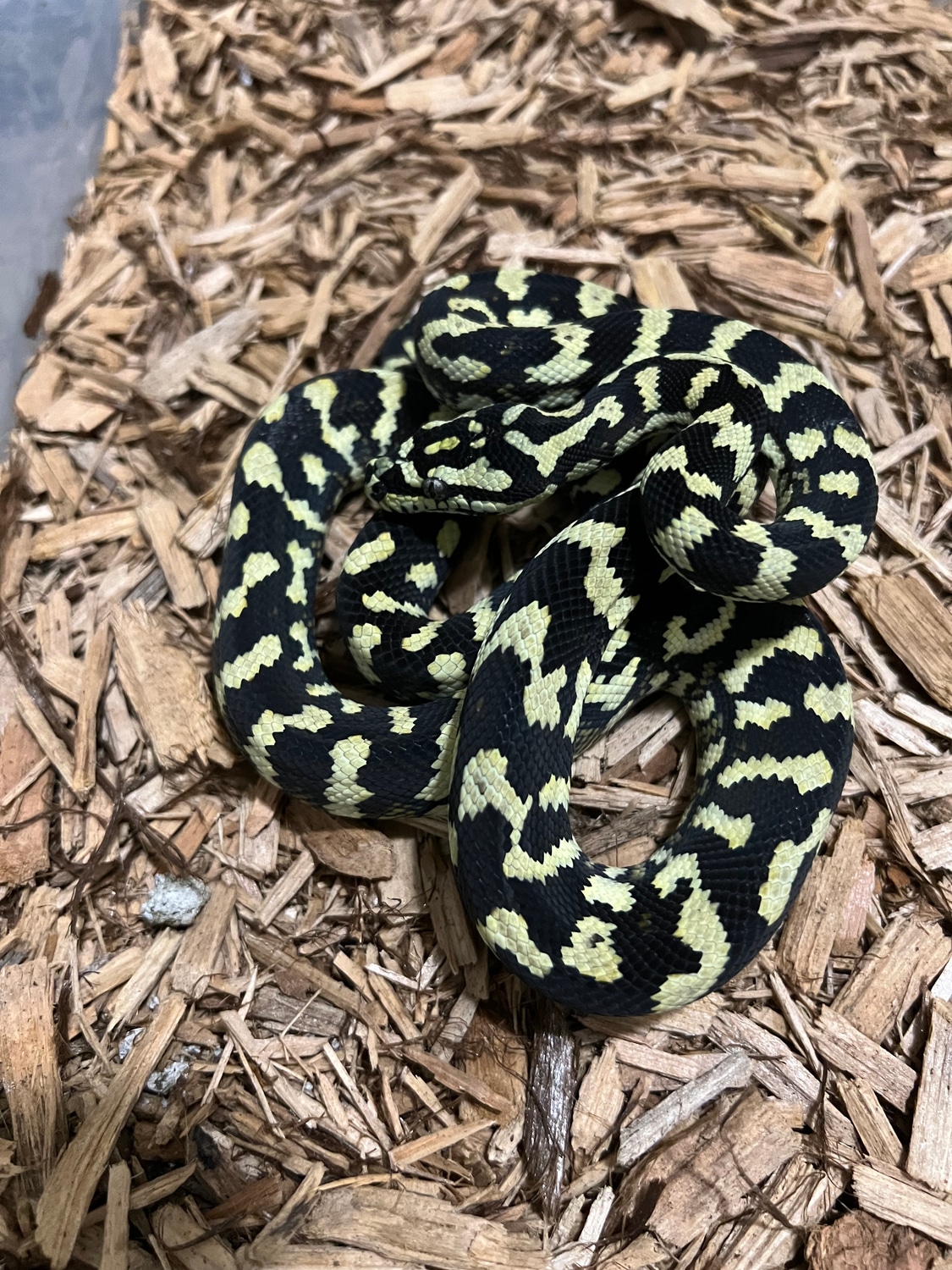 Yellow Female Jungle Carpet Python by SKB Exotics - MorphMarket