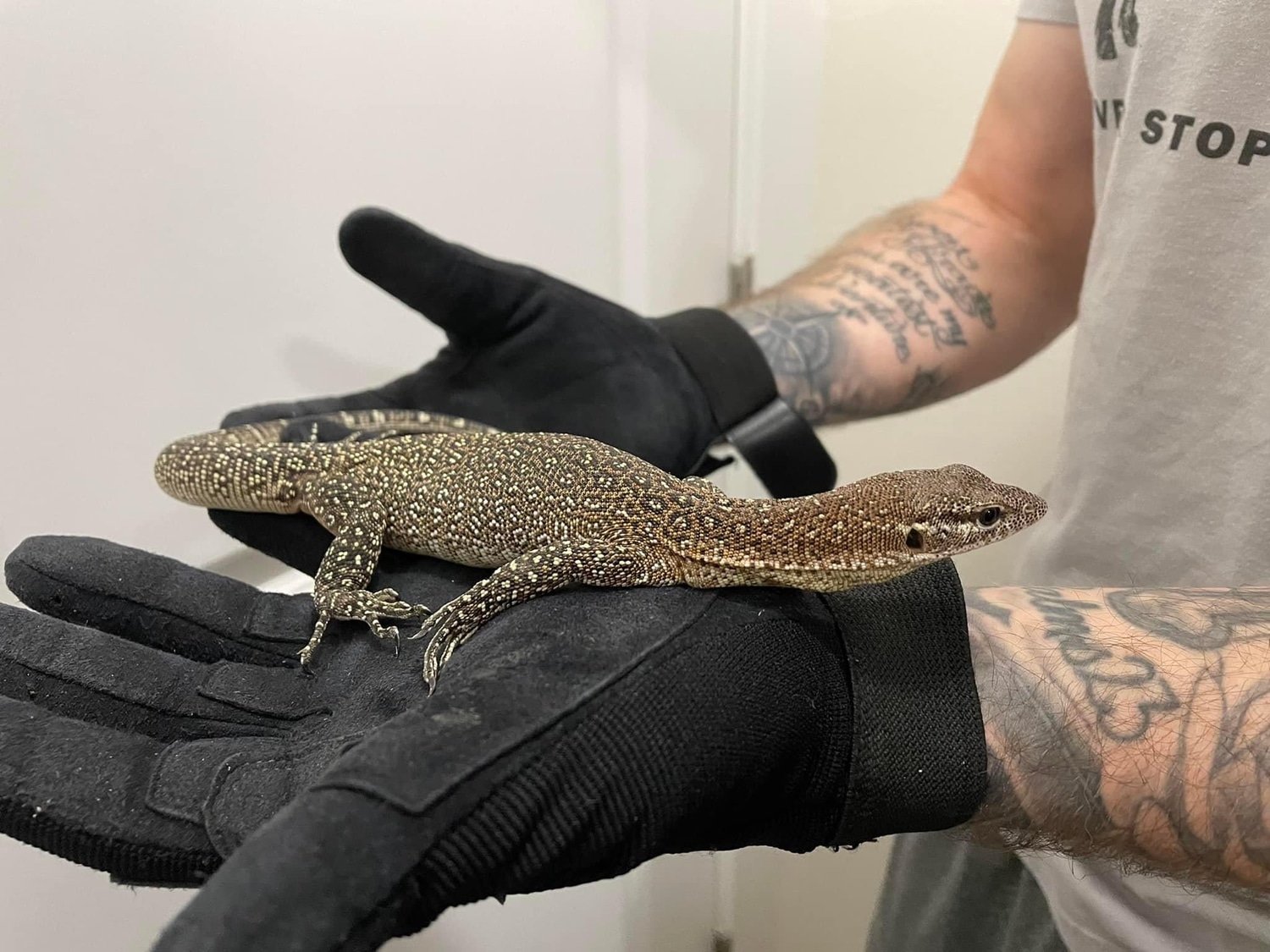 Unsexed Adult Timor Monitor Other Monitor by SKB Exotics - MorphMarket