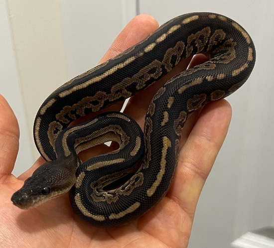 Mahogany Cinnamon Ball Python by SKB Exotics