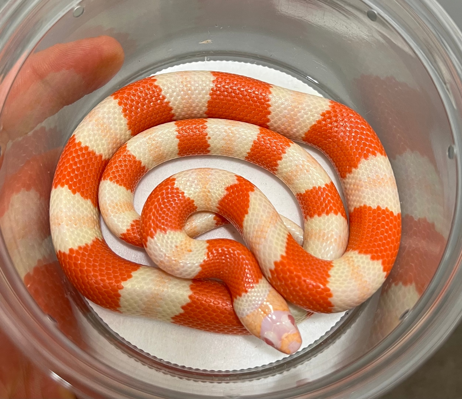 Albino Het Anery Honduran Milk Snake by SKB Exotics - MorphMarket
