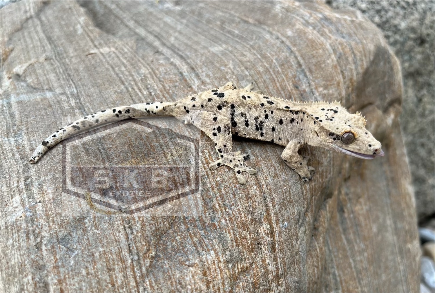 Cream Brindle Super Dalmatian Crested Gecko by SKB Exotics - MorphMarket