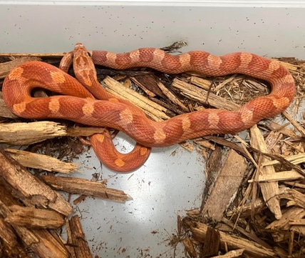 SKB Exotics - MorphMarket