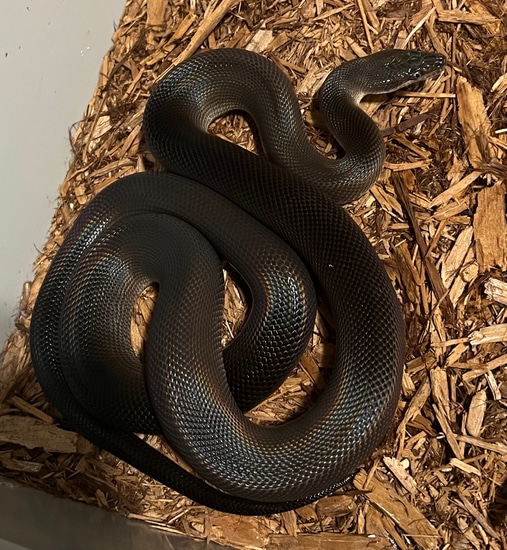 Queensland Water Python by SKB Exotics