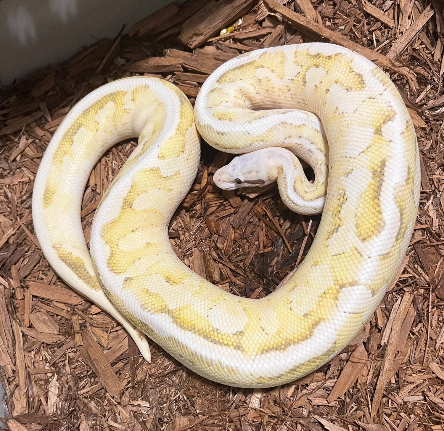 Vanilla Scream Yellowbelly Ball Python by SKB Exotics - MorphMarket