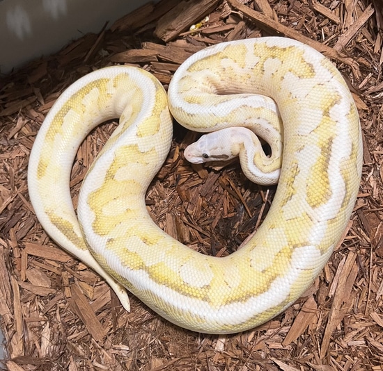 Vanilla Scream Yellowbelly Ball Python by SKB Exotics