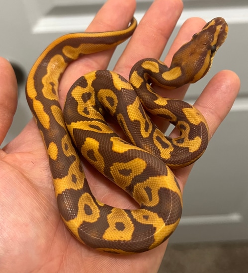 Leopard Ultramel Ball Python by SKB Exotics