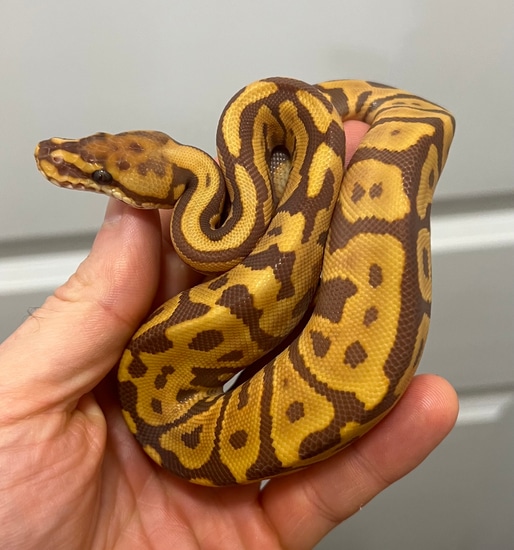 Spotnose Leopard Ultramel Ball Python by SKB Exotics