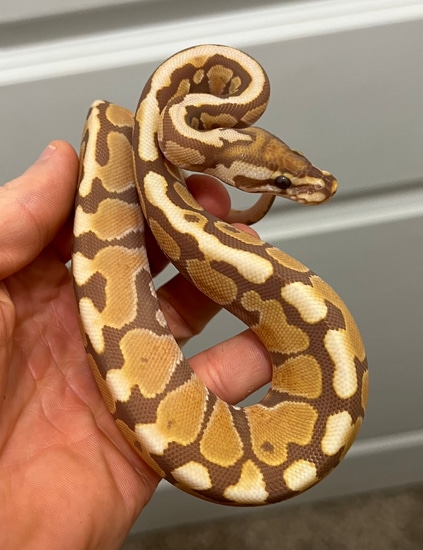 Spotnose Ultramel Ball Python by SKB Exotics