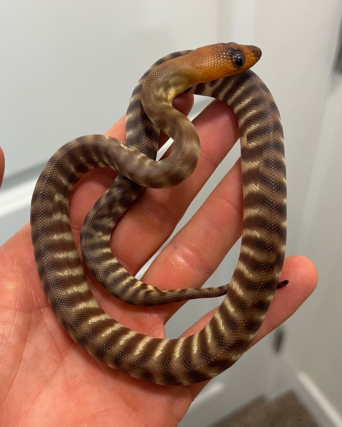 Woma Woma Python by SKB Exotics - MorphMarket