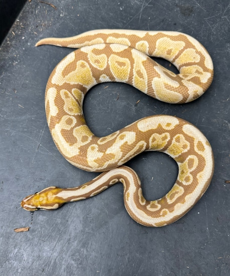 Spotnose Ultramel Ball Python by SKB Exotics