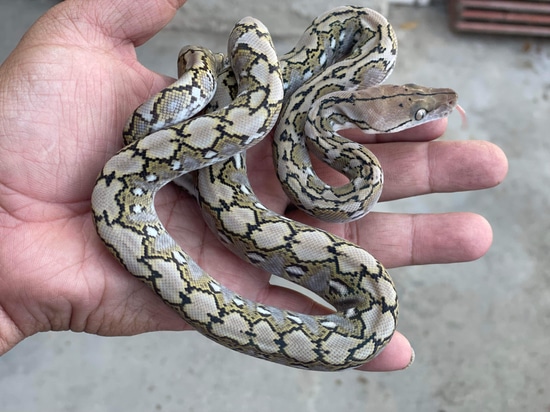 Pure Kalatoa SD Reticulated Python by SKB Exotics