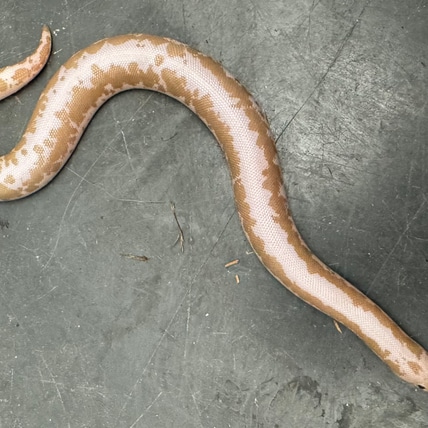 SKB Exotics - MorphMarket