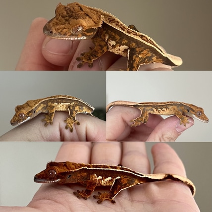 SKB Exotics - MorphMarket