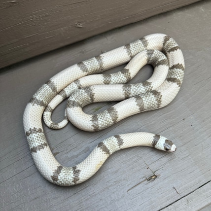 SKB Exotics - MorphMarket