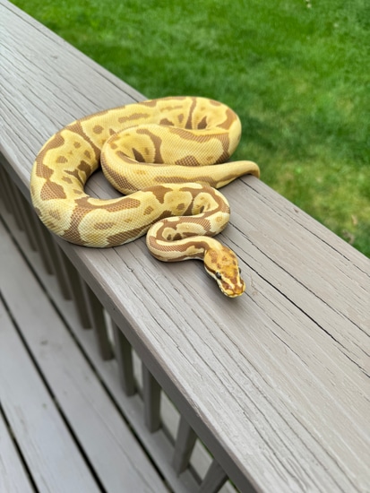 Spotnose Leopard Ultramel Ball Python by SKB Exotics