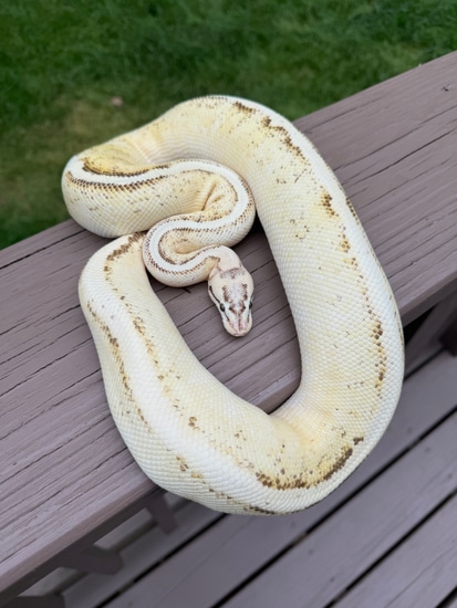 Pastel Calico Superstripe Ball Python by SKB Exotics