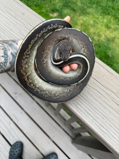 Mahogany Cinnamon Mystic Ball Python by SKB Exotics