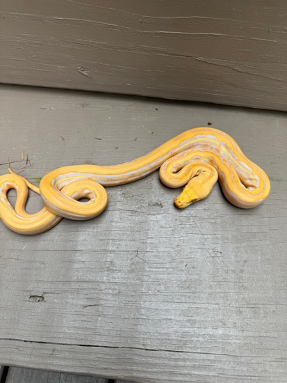 Lavender Albino Genetic Stripe Reticulated Python by SKB Exotics