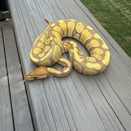 SKB Exotics - MorphMarket