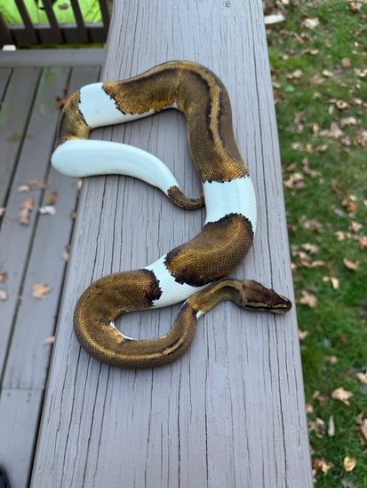 Mahogany Pied Ball Python by SKB Exotics