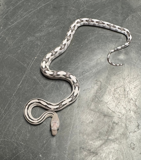 Axanthic Het Blonde Trans-Pecos Rat Snake by SKB Exotics