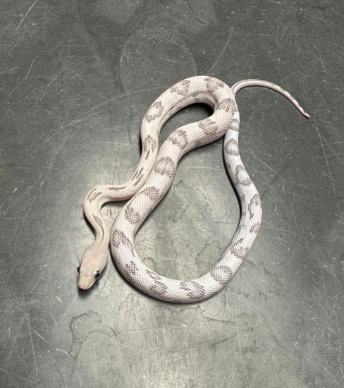 Axanthic Blonde Trans-Pecos Rat Snake by SKB Exotics