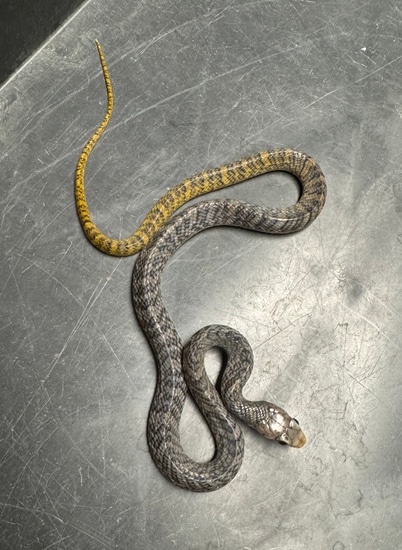 Yellowtail Cribo Cribo & Indigo Snakes by SKB Exotics