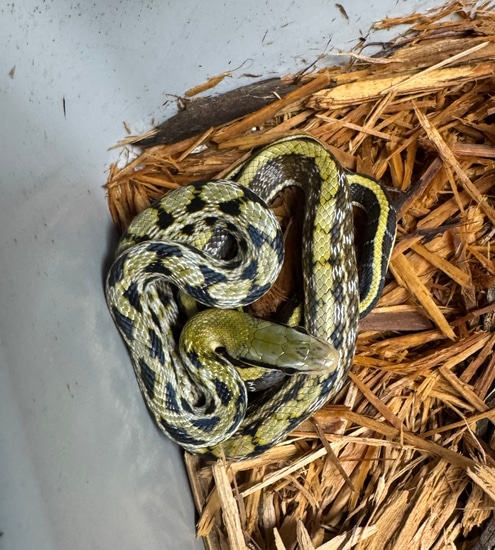 Taiwanese Beauty Beauty Rat Snake by SKB Exotics