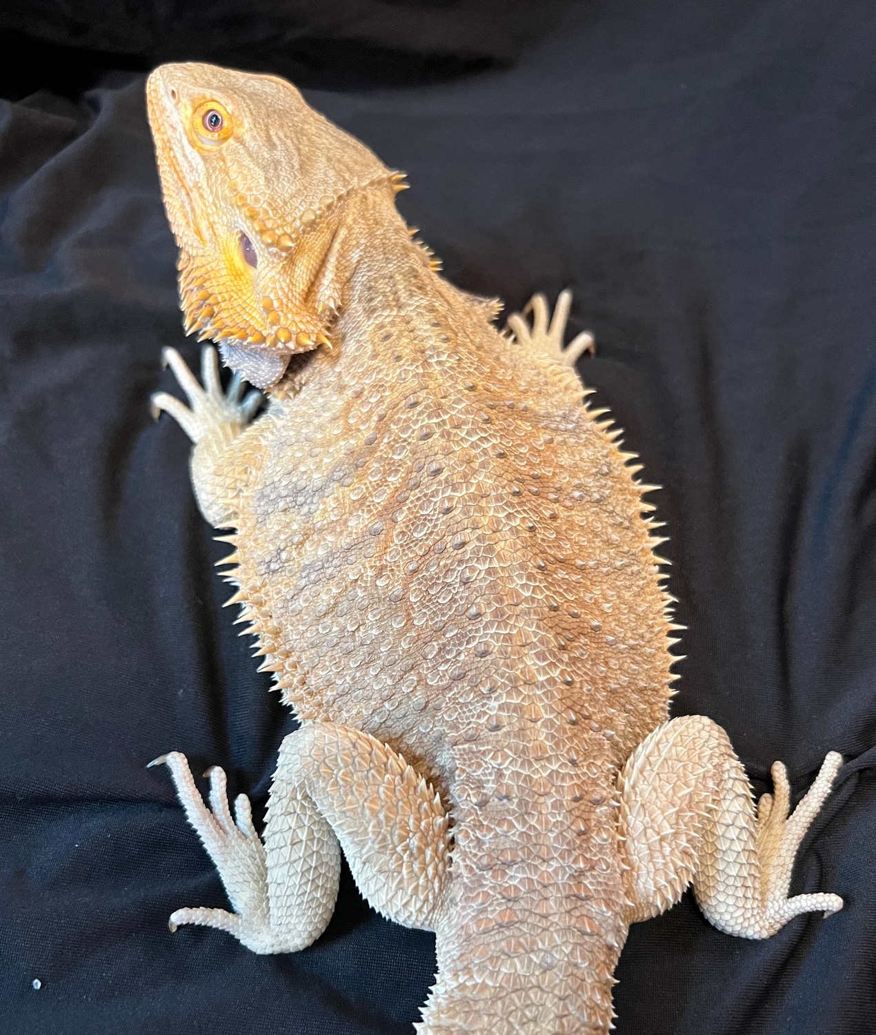 Hybrid Hypo Het Zero Central Bearded Dragon by SK Bullnettle Exotics ...