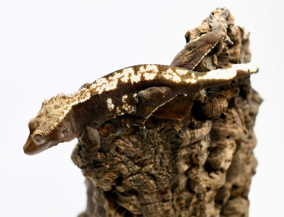 100% Het Axanthic Crested Gecko by SK Bullnettle Exotics - MorphMarket