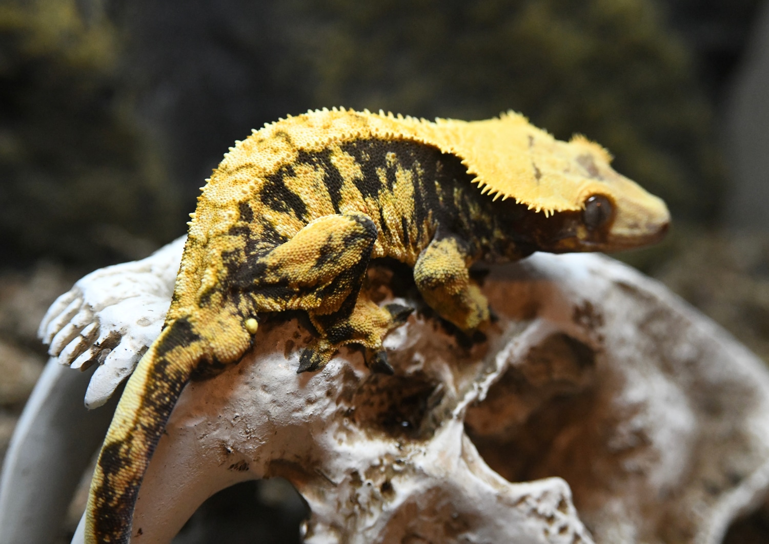Tri Color Crested Gecko by SK Bullnettle Exotics - MorphMarket