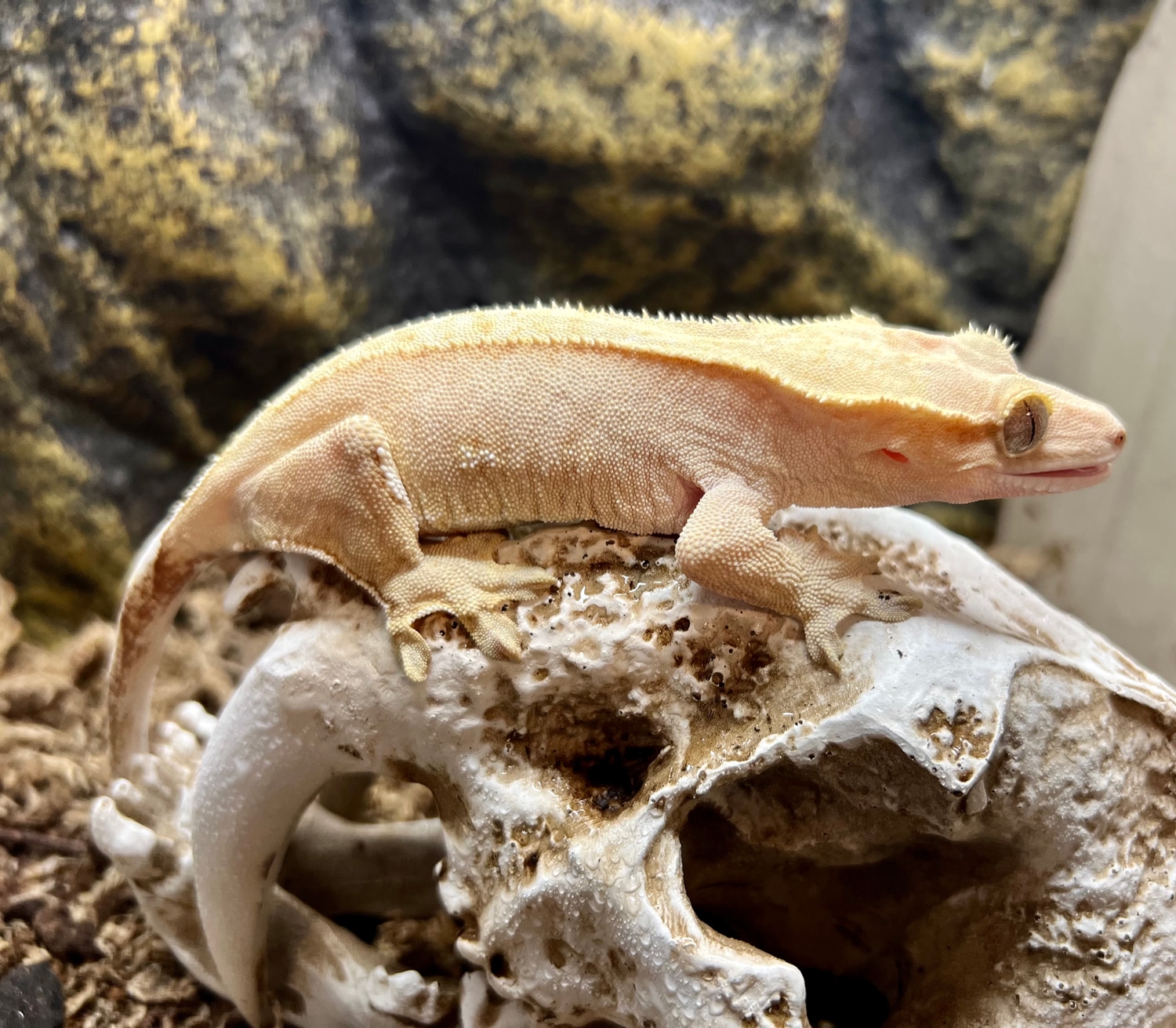 Yellow Phantom Crested Gecko by SK Bullnettle Exotics - MorphMarket