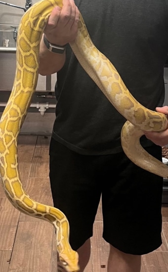 Stunning Caramel Burmese Python by Leileidragonz