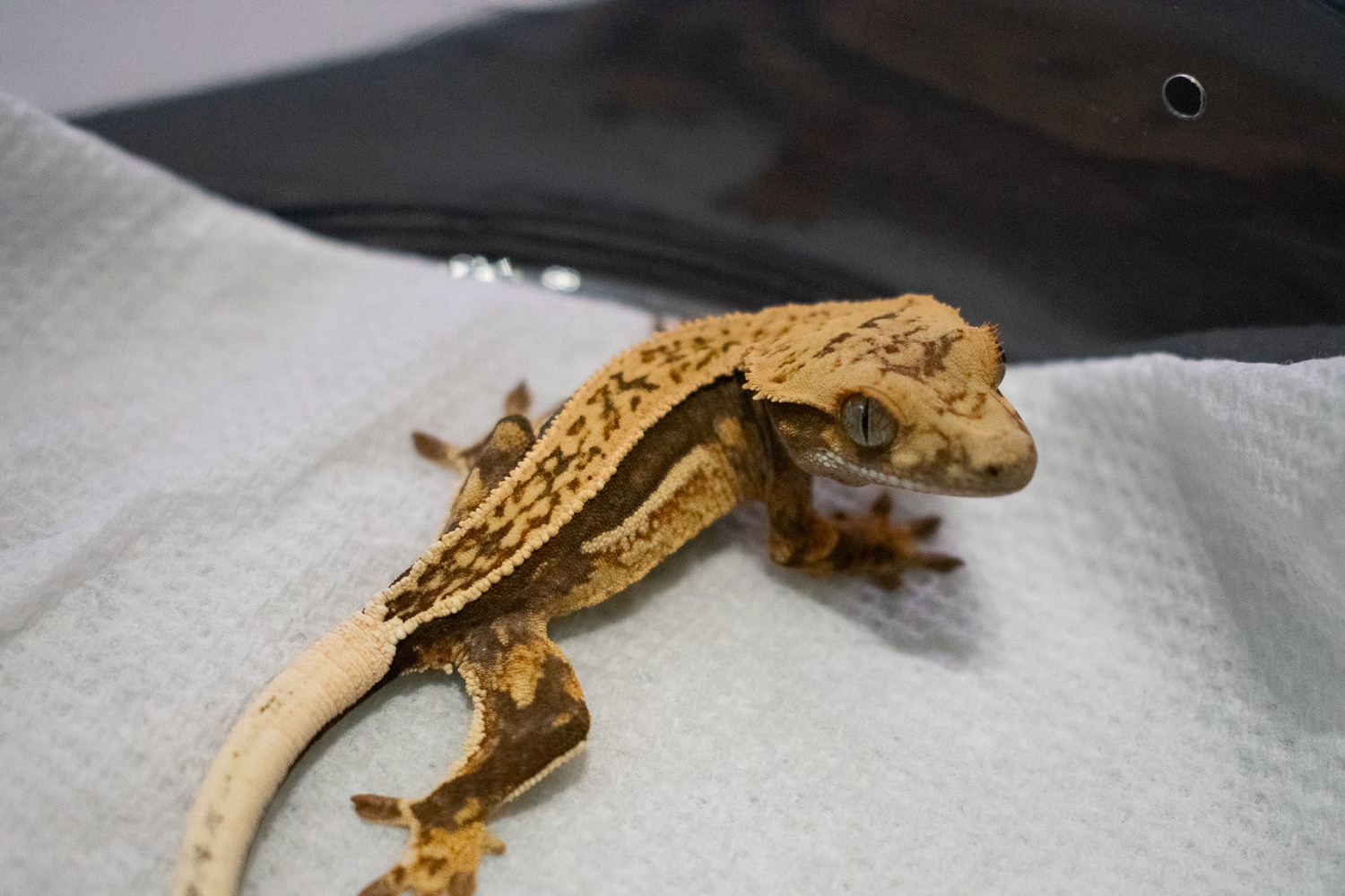Clean Quad Crested Gecko by Kaimana Geckos - MorphMarket