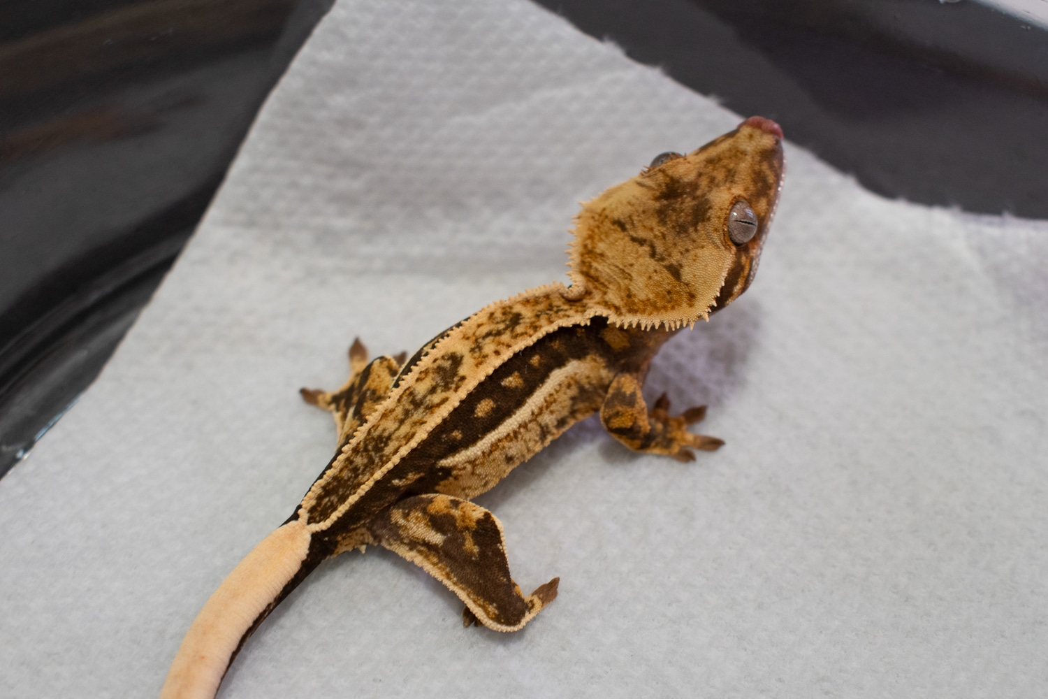 Nice Quad Crested Gecko by Kaimana Geckos - MorphMarket