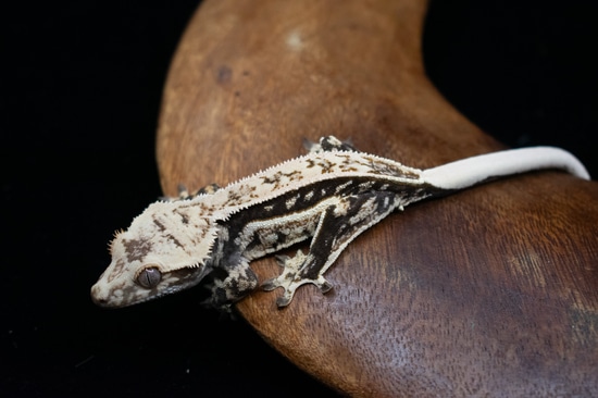 Nice Creamy Quad Crested Gecko by Kaimana Geckos
